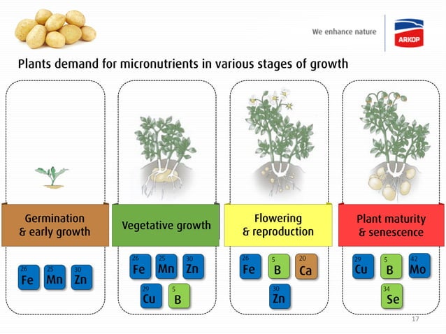 Mineral nutrition (fertilizing) program for POTATO | PDF
