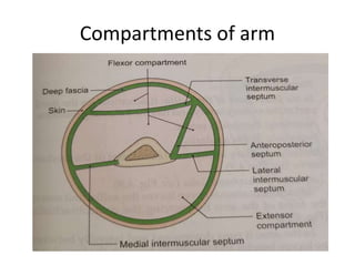 arm.pptx