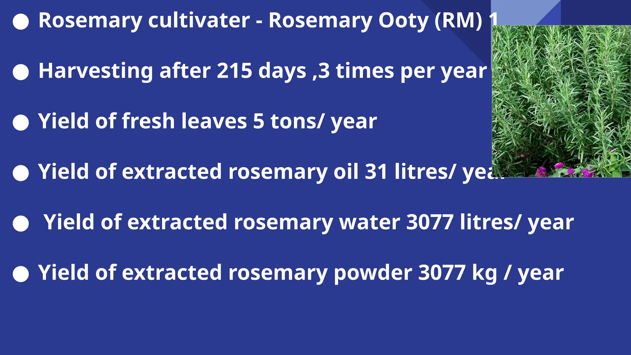 Rosemary cultivation business development | PPTX