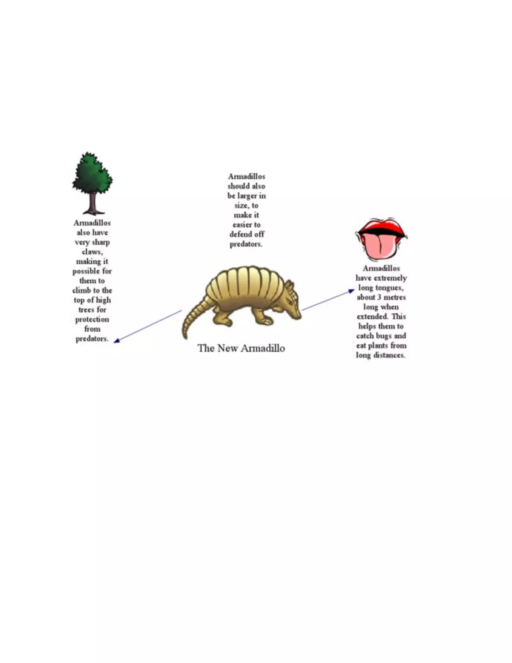 Armadillo Reading Activity | PDF