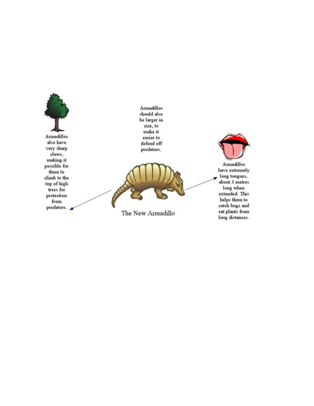 Armadillo Reading Activity | PDF