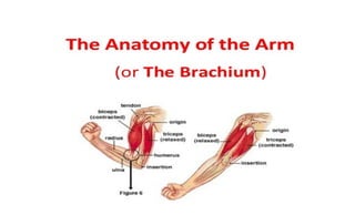 Arm anatomy.pptx for first year mbbs complete arm Anatomy | PPTX