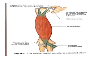 Arm anatomy.pptx for first year mbbs complete arm Anatomy | PPTX