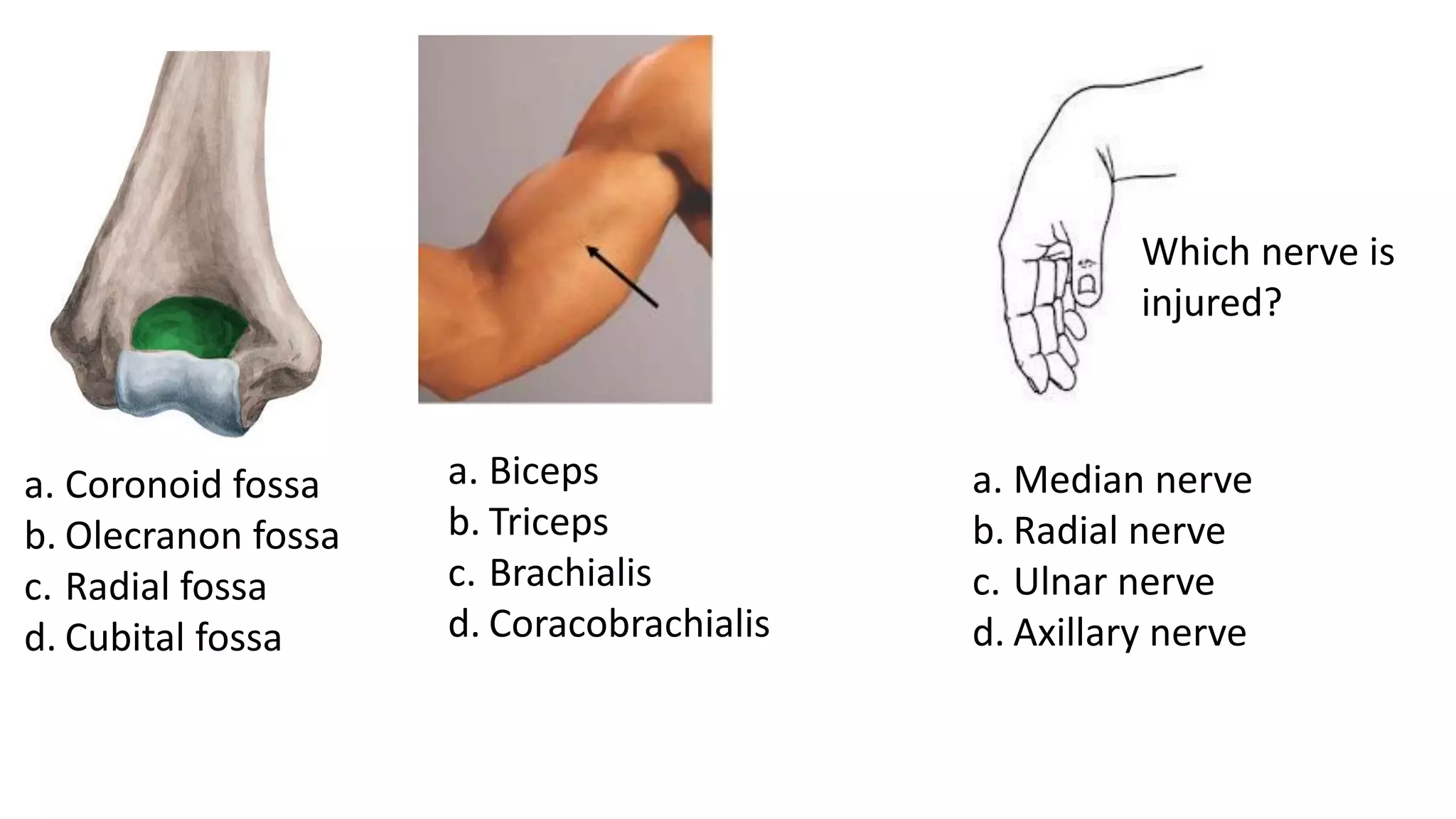 Arm and cubital fossa | PDF