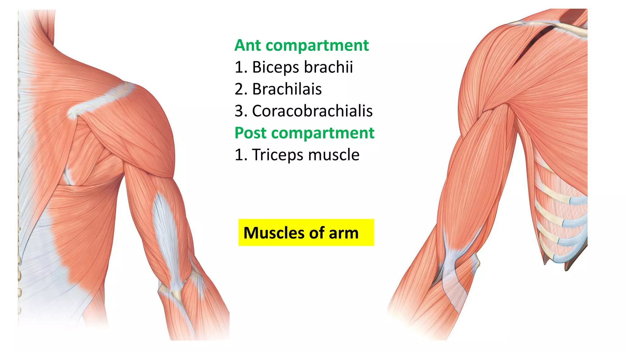Arm and cubital fossa | PDF