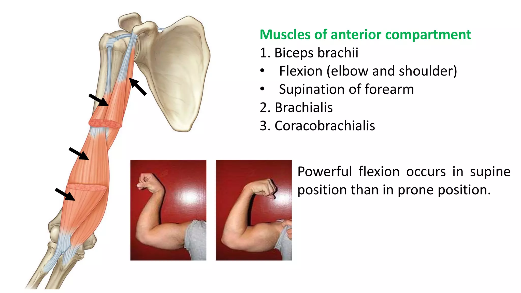 Arm and cubital fossa | PDF
