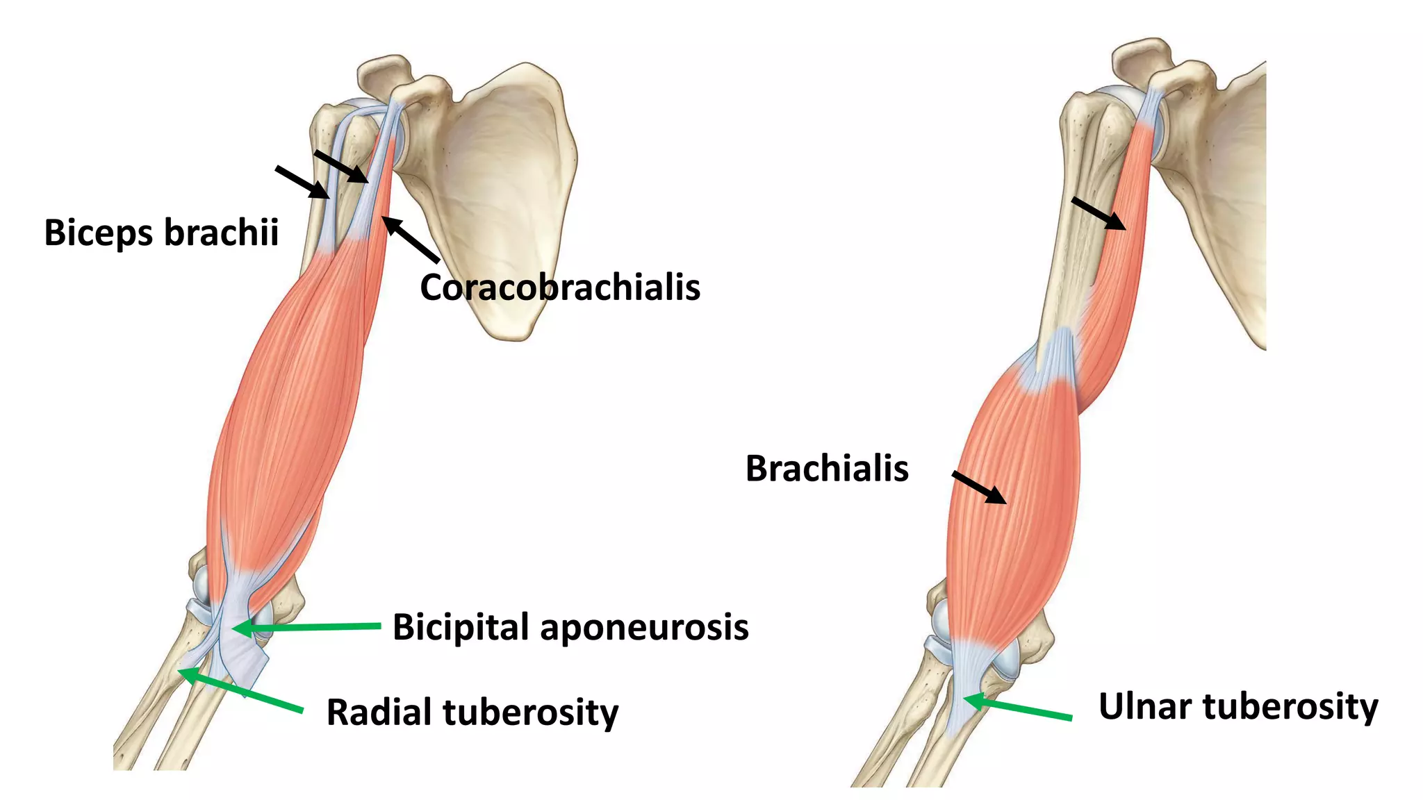 Arm and cubital fossa | PDF