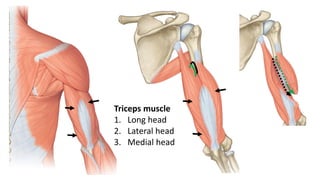 Arm and cubital fossa | PDF