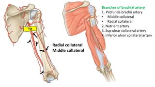 Arm and cubital fossa | PDF