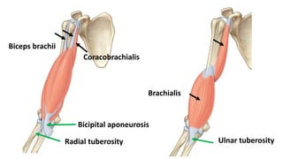 Bicipital Aponeurosis