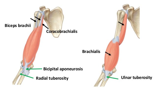 Arm and cubital fossa