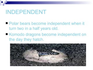 Enangered Animals:Grey Wolf, Kimodo Dragon and Polar Bear | PPT