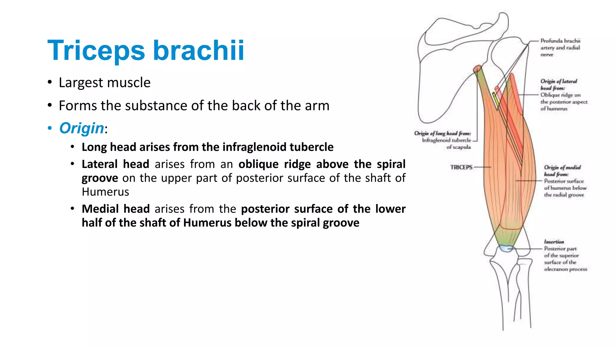 Arm & Cubital Fossa.pptx