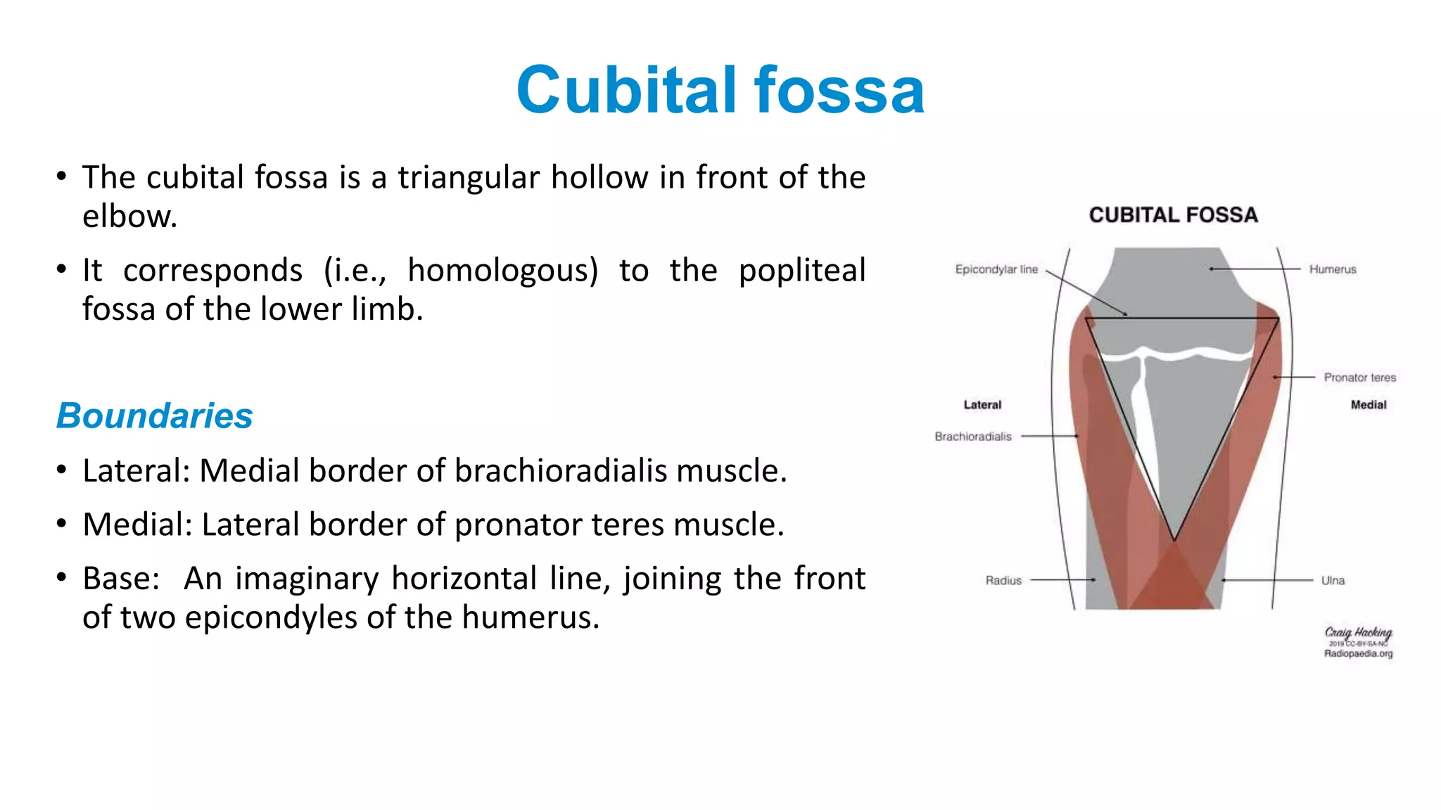 Arm & Cubital Fossa.pptx