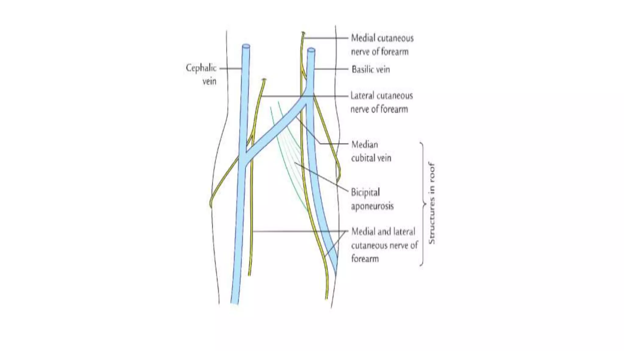 Arm & Cubital Fossa.pptx