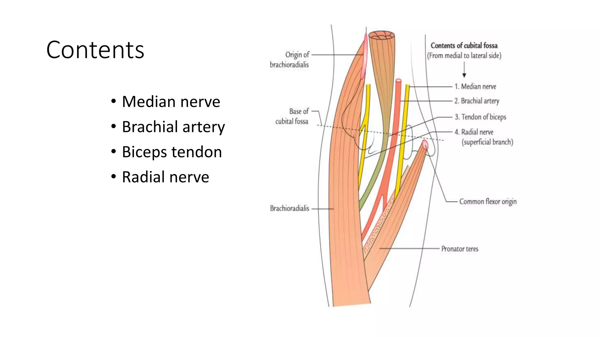 Arm & Cubital Fossa.pptx
