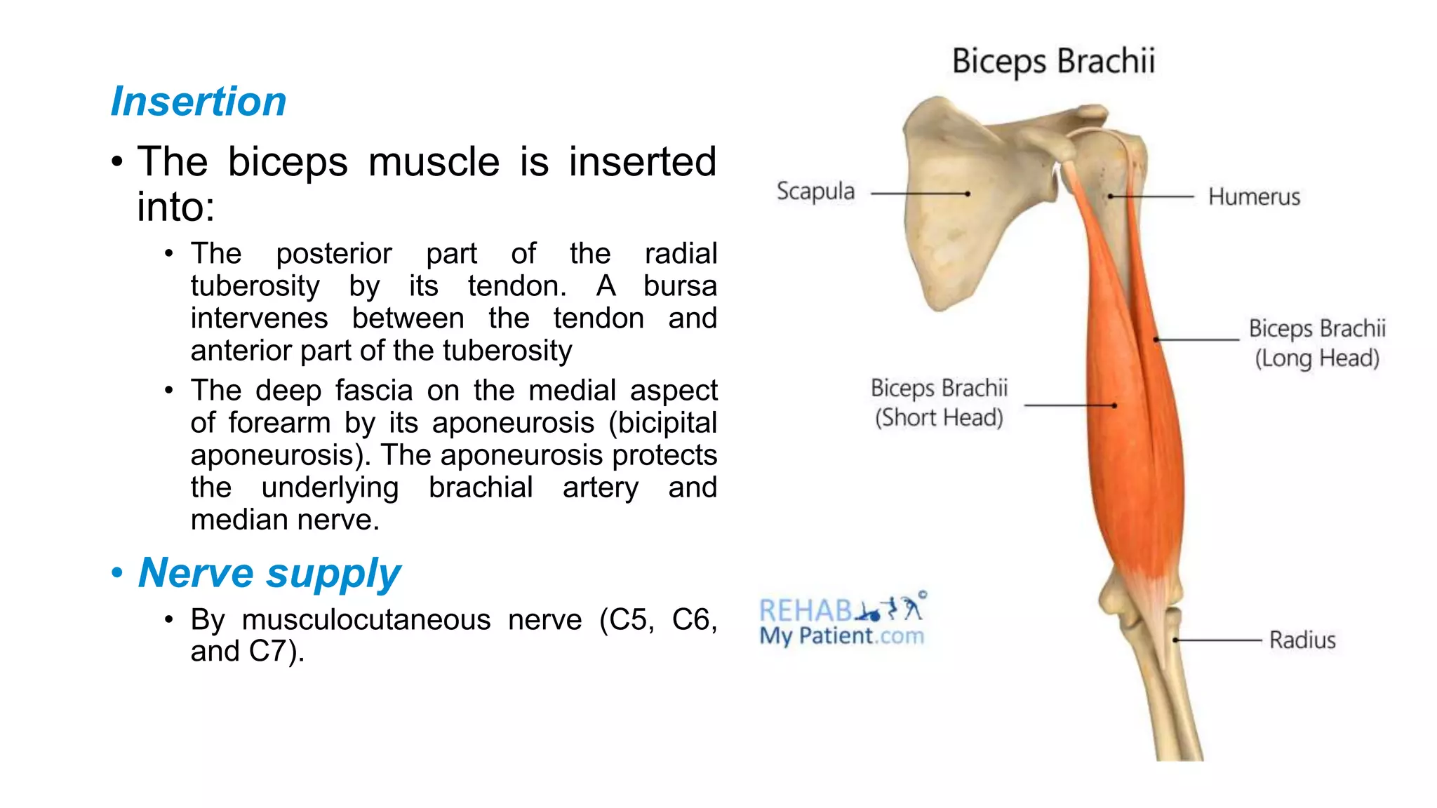 Arm & Cubital Fossa.pptx