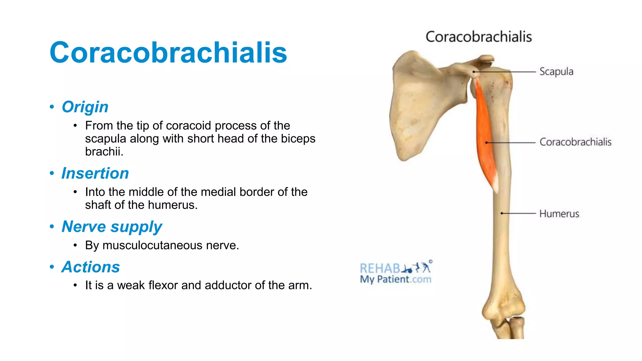 Arm & Cubital Fossa.pptx