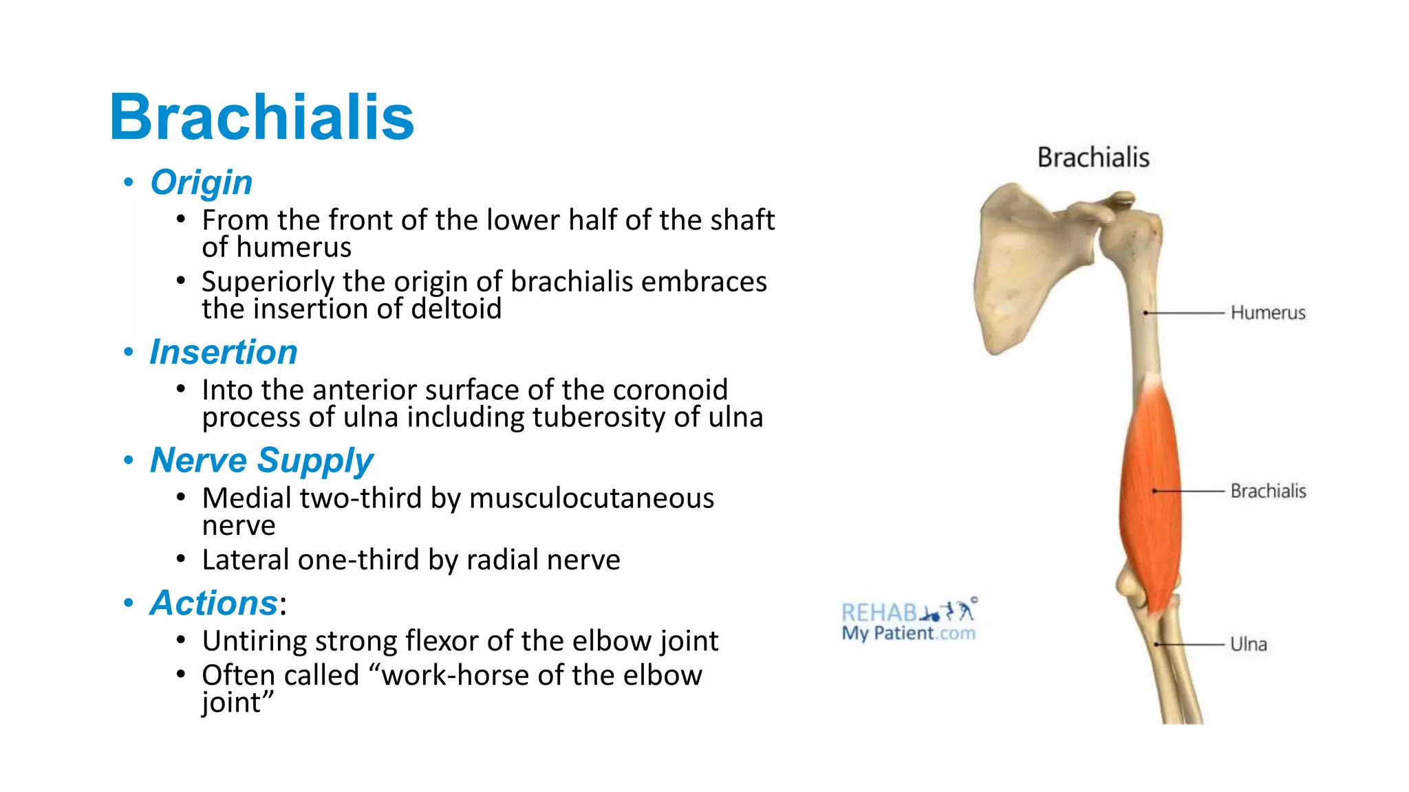Arm & Cubital Fossa.pptx
