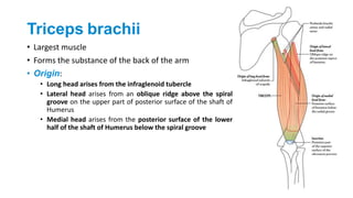 Arm & Cubital Fossa.pptx