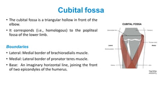 Arm & Cubital Fossa.pptx