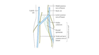 Arm & Cubital Fossa.pptx