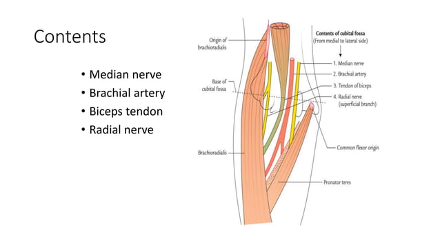 Arm & Cubital Fossa.pptx | Death, Injury, or Military Conflict ...