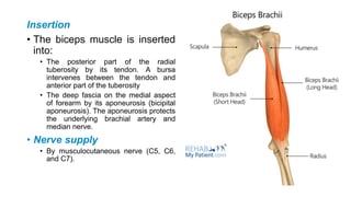 Arm & Cubital Fossa.pptx