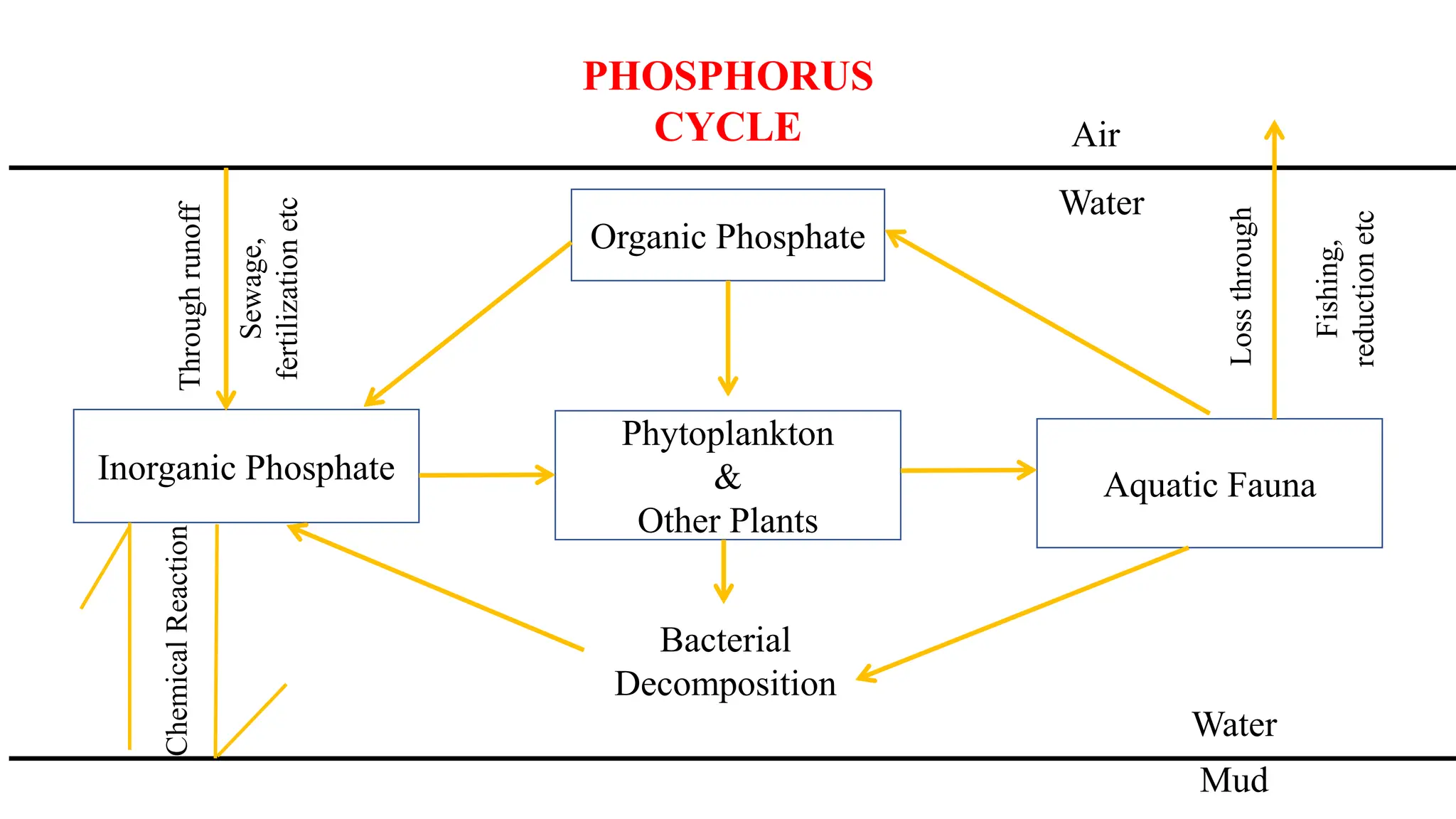 Comprehensive Overview of Biogeochemical Cycles: Carbon, Nitrogen ...