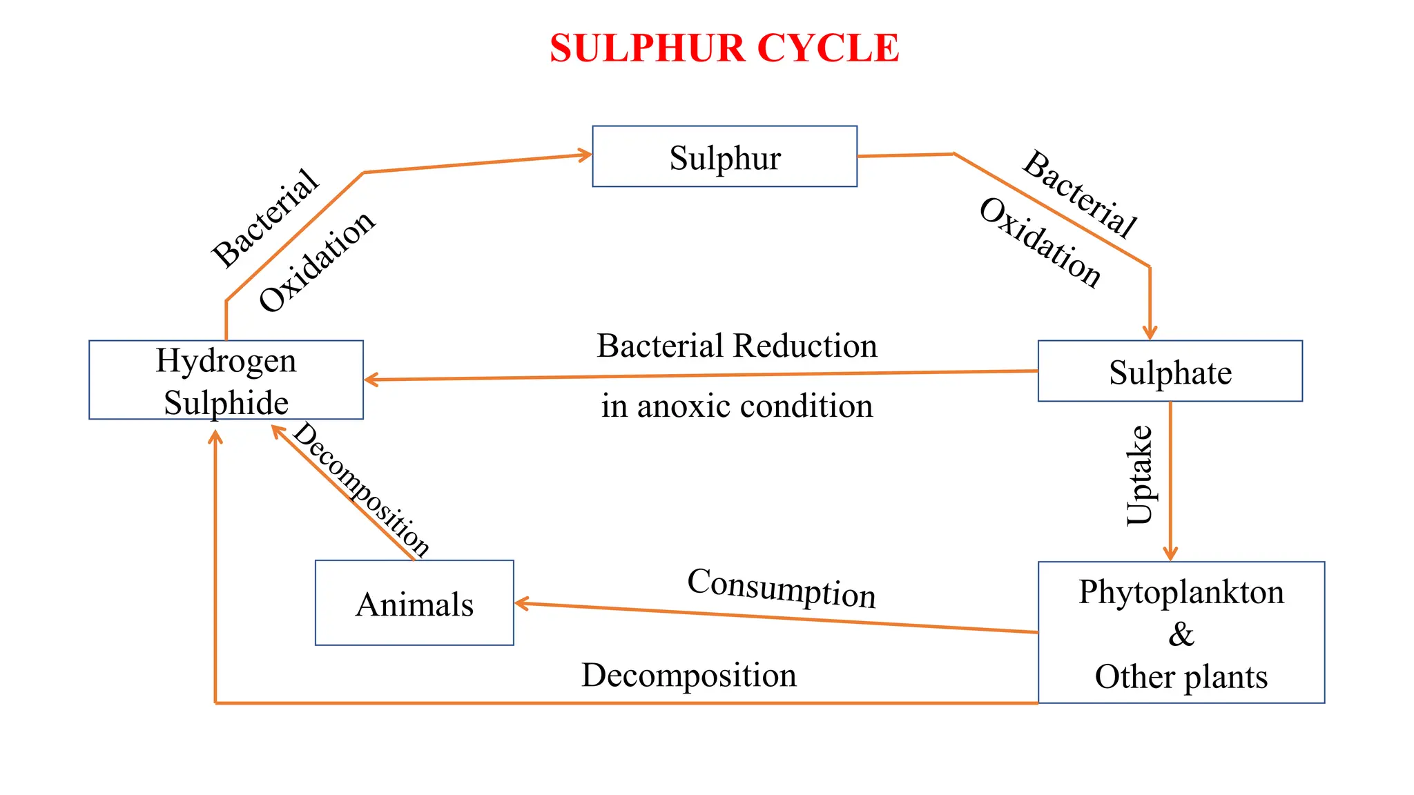 Comprehensive Overview of Biogeochemical Cycles: Carbon, Nitrogen ...