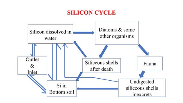 Comprehensive Overview of Biogeochemical Cycles: Carbon, Nitrogen ...