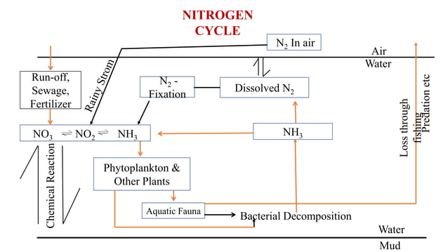 Comprehensive Overview of Biogeochemical Cycles: Carbon, Nitrogen ...