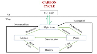 Comprehensive Overview of Biogeochemical Cycles: Carbon, Nitrogen ...
