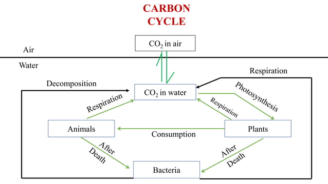 Comprehensive Overview of Biogeochemical Cycles: Carbon, Nitrogen ...