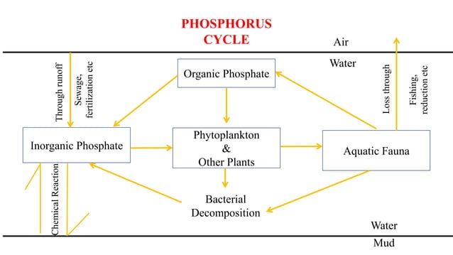 Comprehensive Overview of Biogeochemical Cycles: Carbon, Nitrogen ...