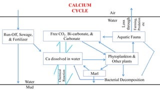 Comprehensive Overview of Biogeochemical Cycles: Carbon, Nitrogen ...