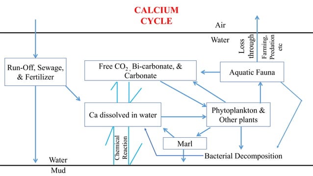 Comprehensive Overview of Biogeochemical Cycles: Carbon, Nitrogen ...