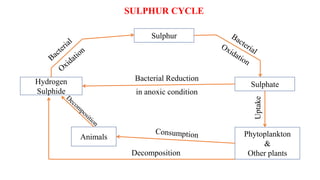 Comprehensive Overview of Biogeochemical Cycles: Carbon, Nitrogen, Calcium, Phosphorus, Sulphur ...