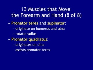 Arm muscles ppt | PPT