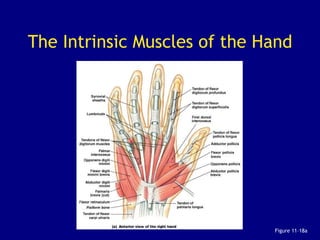 Arm muscles ppt | PPT