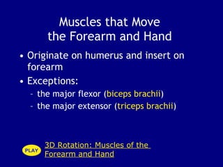 Arm muscles ppt | PPT