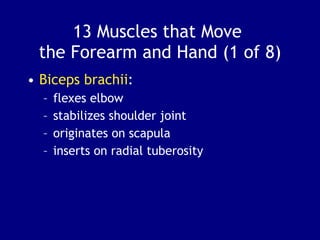 Arm muscles ppt | PPT
