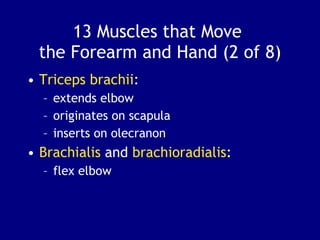 Arm muscles ppt | PPT
