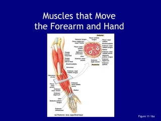 Muscles That Move The Arm