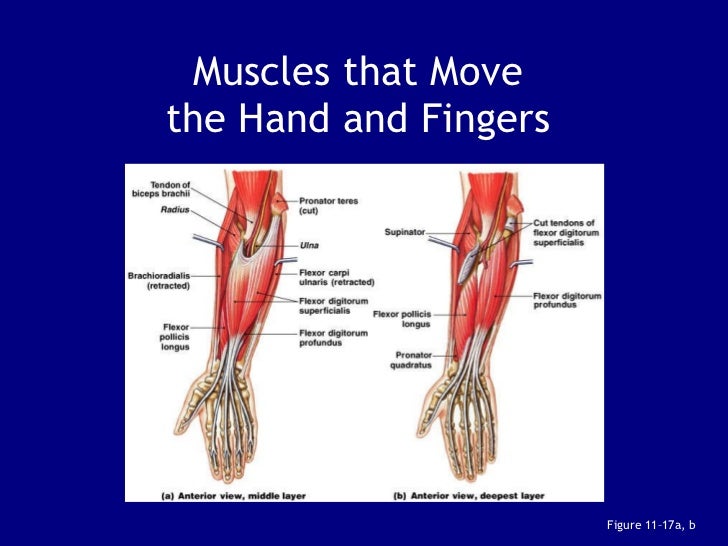 Arm muscles ppt