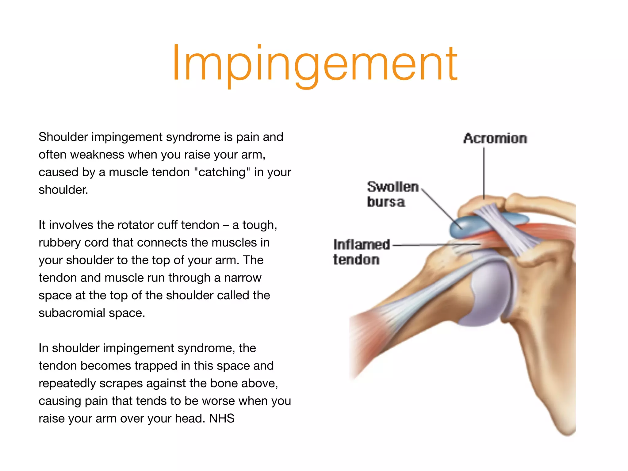 Arm+shoulder anatomy*** | PDF
