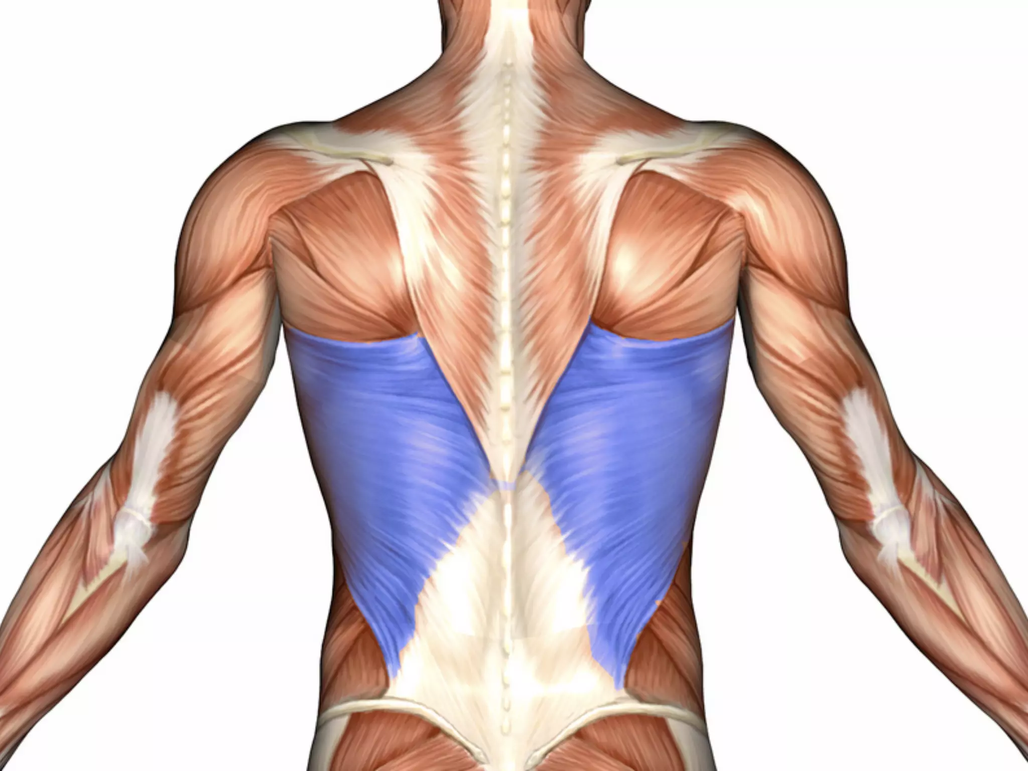 Arm+shoulder anatomy*** | PDF
