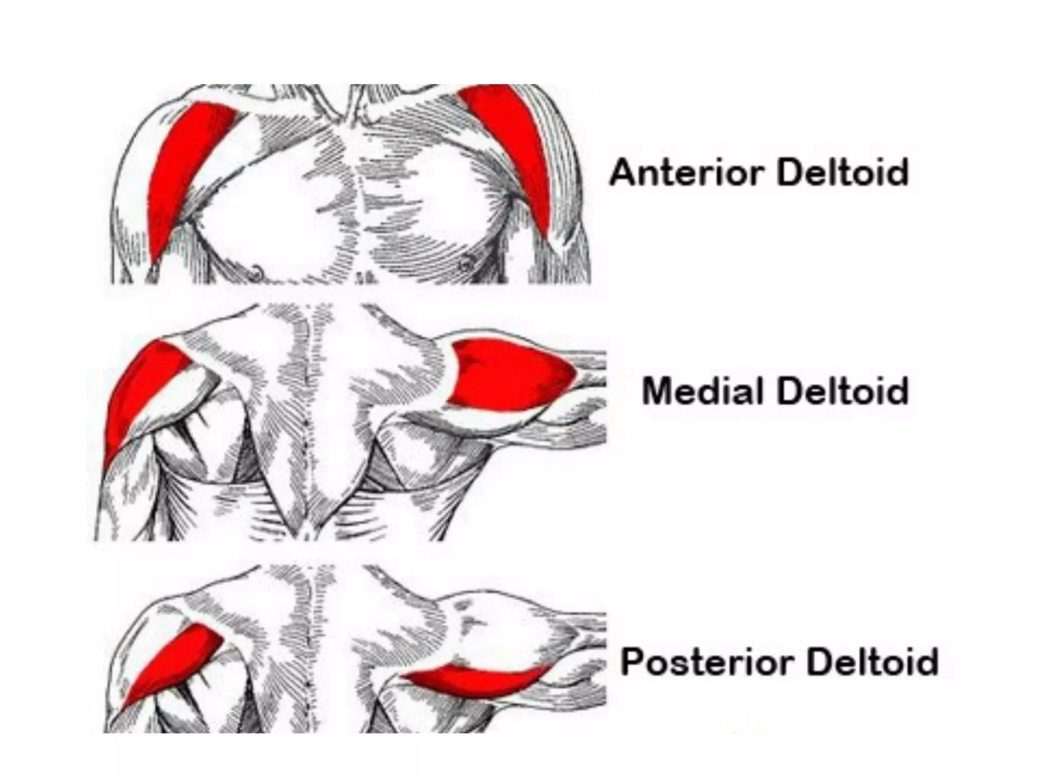 Arm+shoulder anatomy*** | PDF