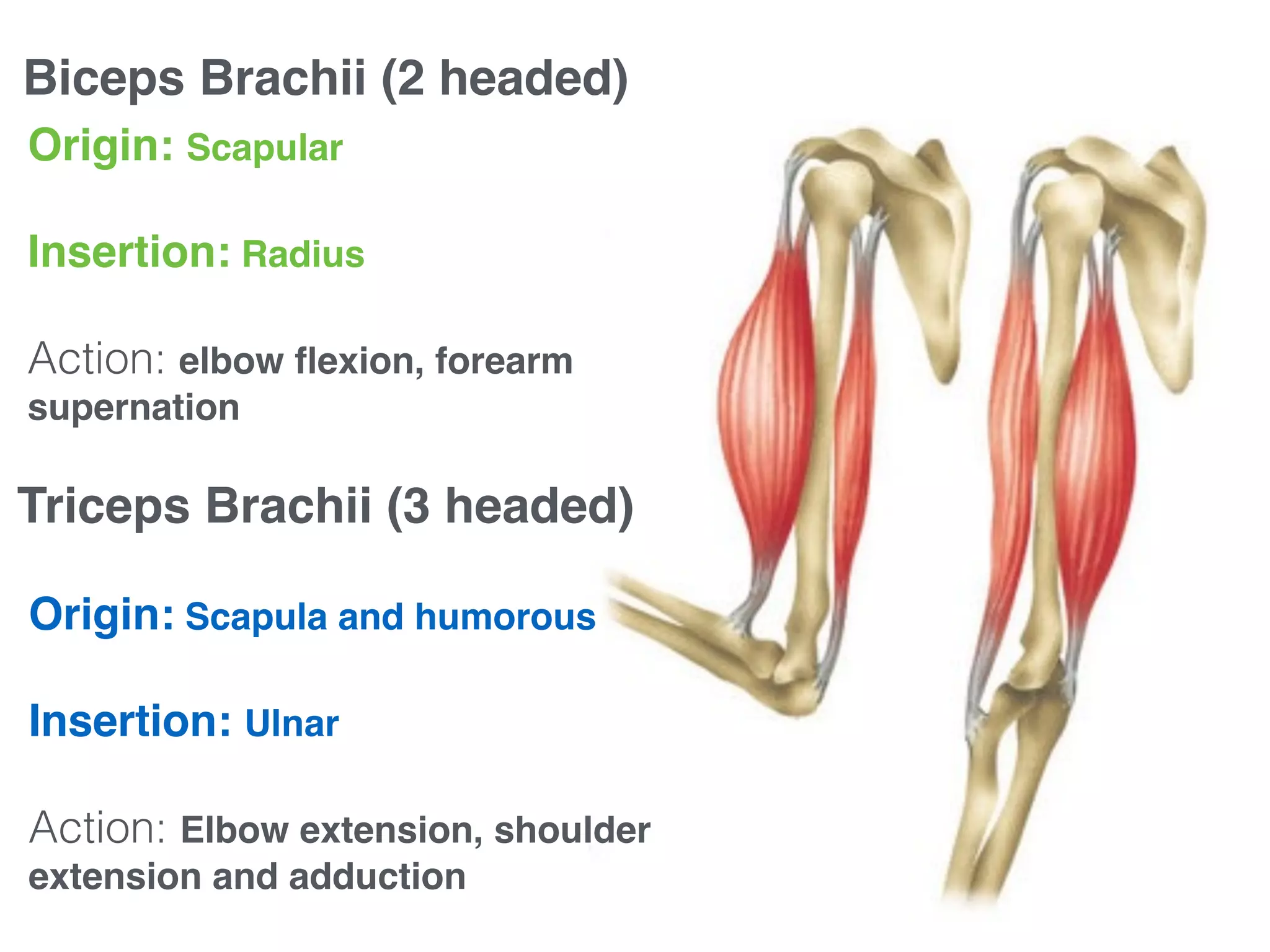 Arm+shoulder anatomy*** | PDF