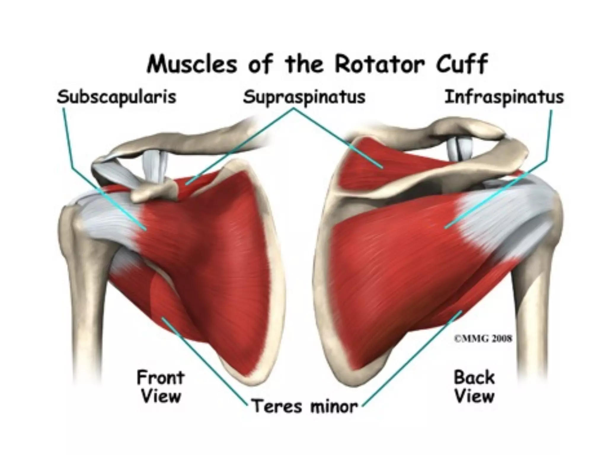 Arm+shoulder anatomy*** | PDF